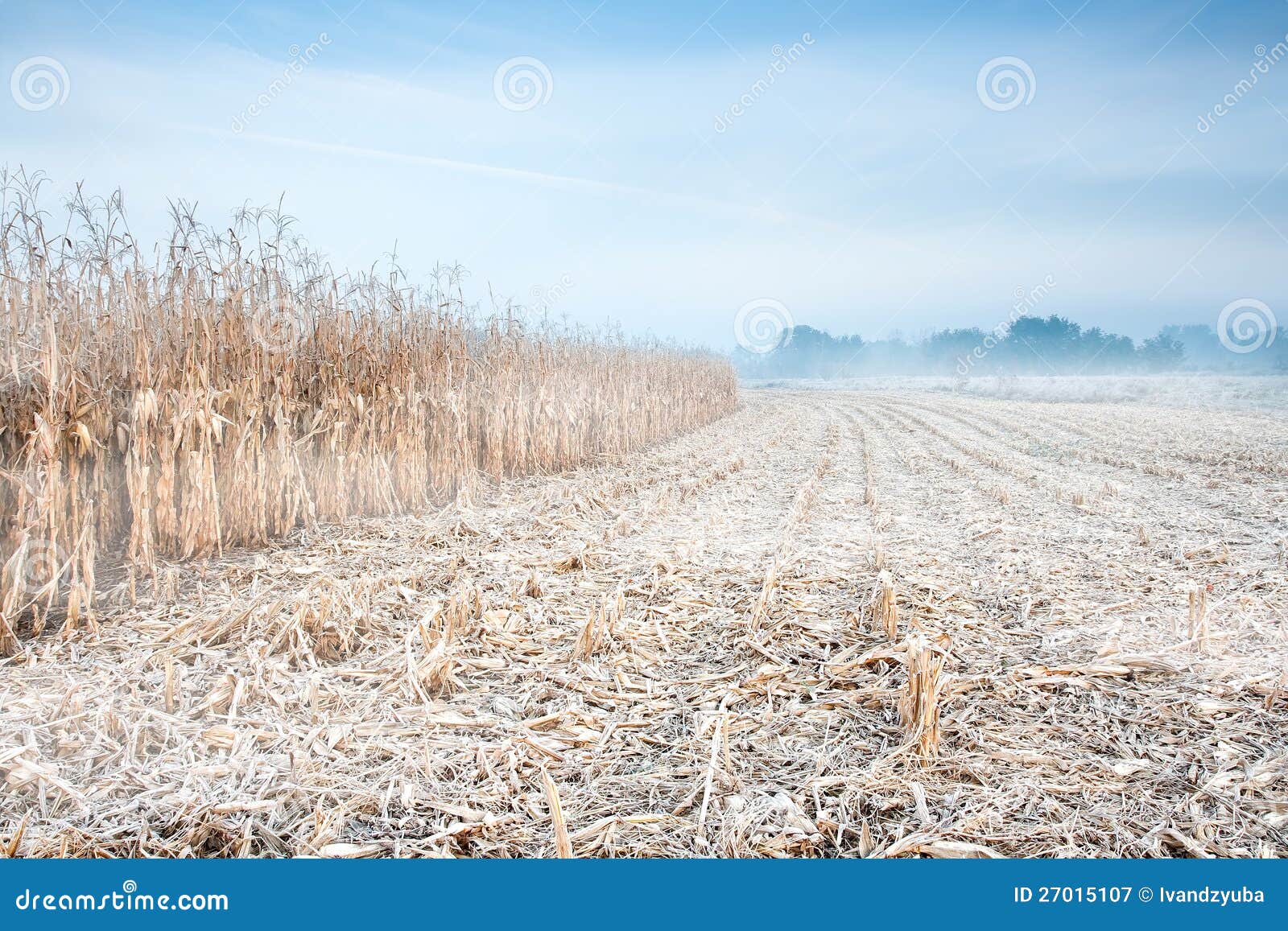 Autumn Corn Field In Pocono Mountains . Stock Photography ...