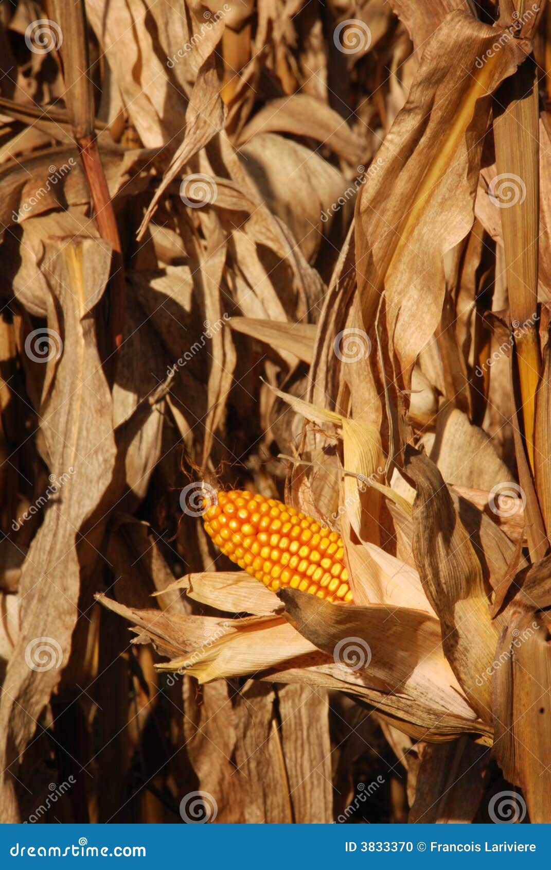 Autumn Corn Field stock photo. Image of agriculture, cereal - 3833370