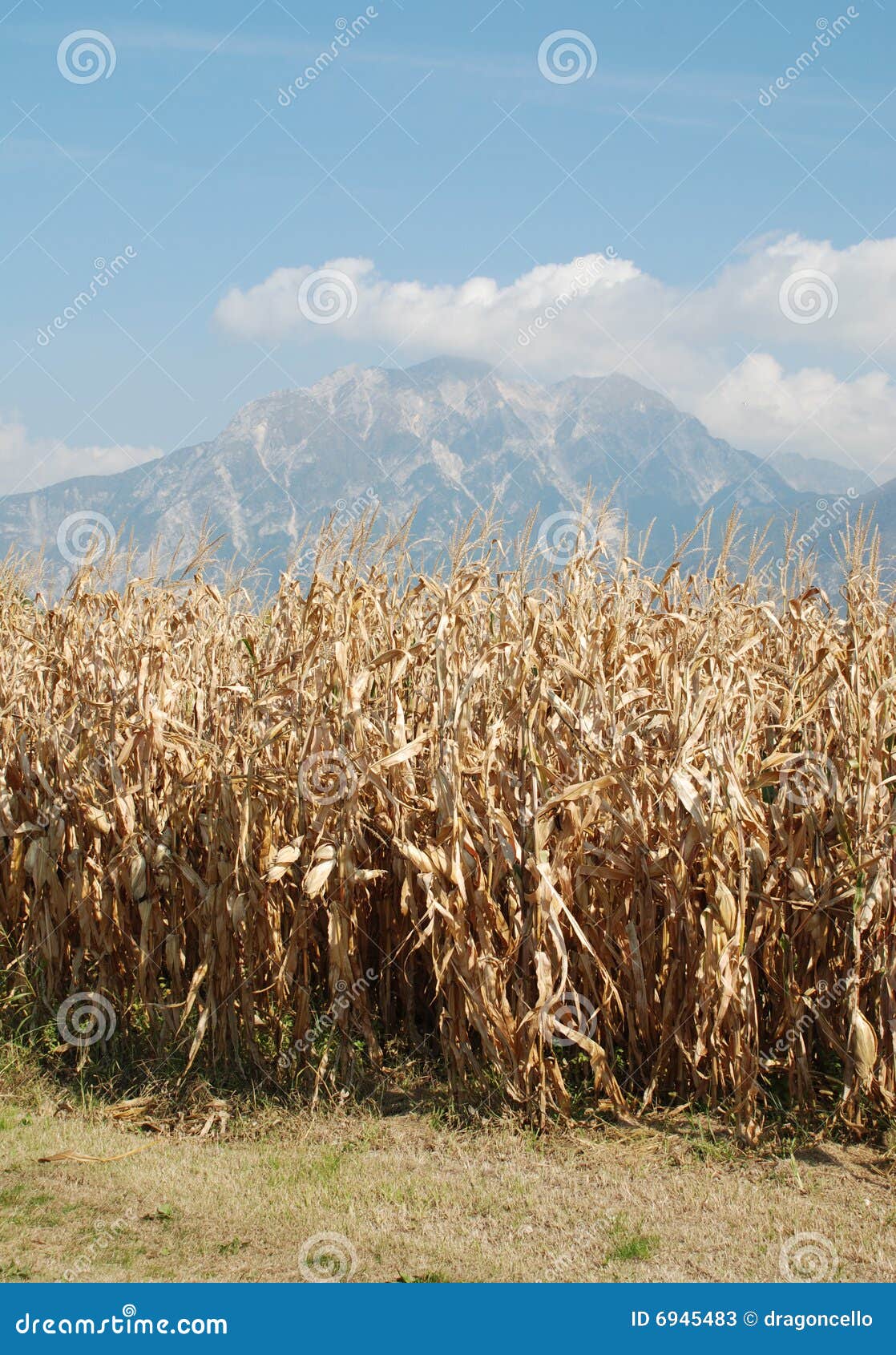 Autumn Corn Field stock image. Image of sweet, vegetable - 6945483