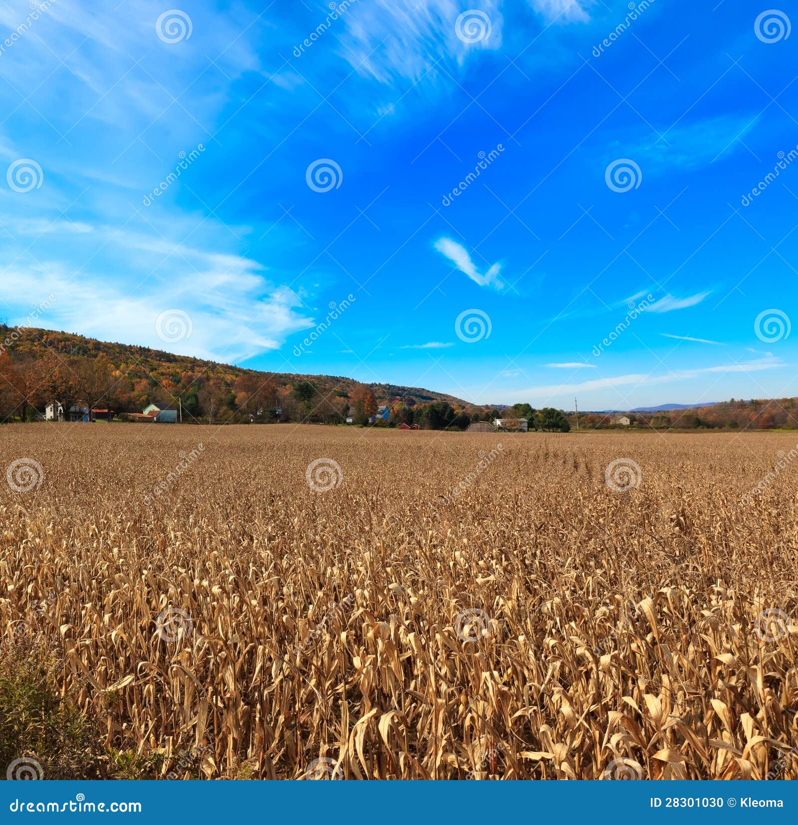 Autumn Corn Field in Pocono Mountains . Stock Photo - Image of typical ...