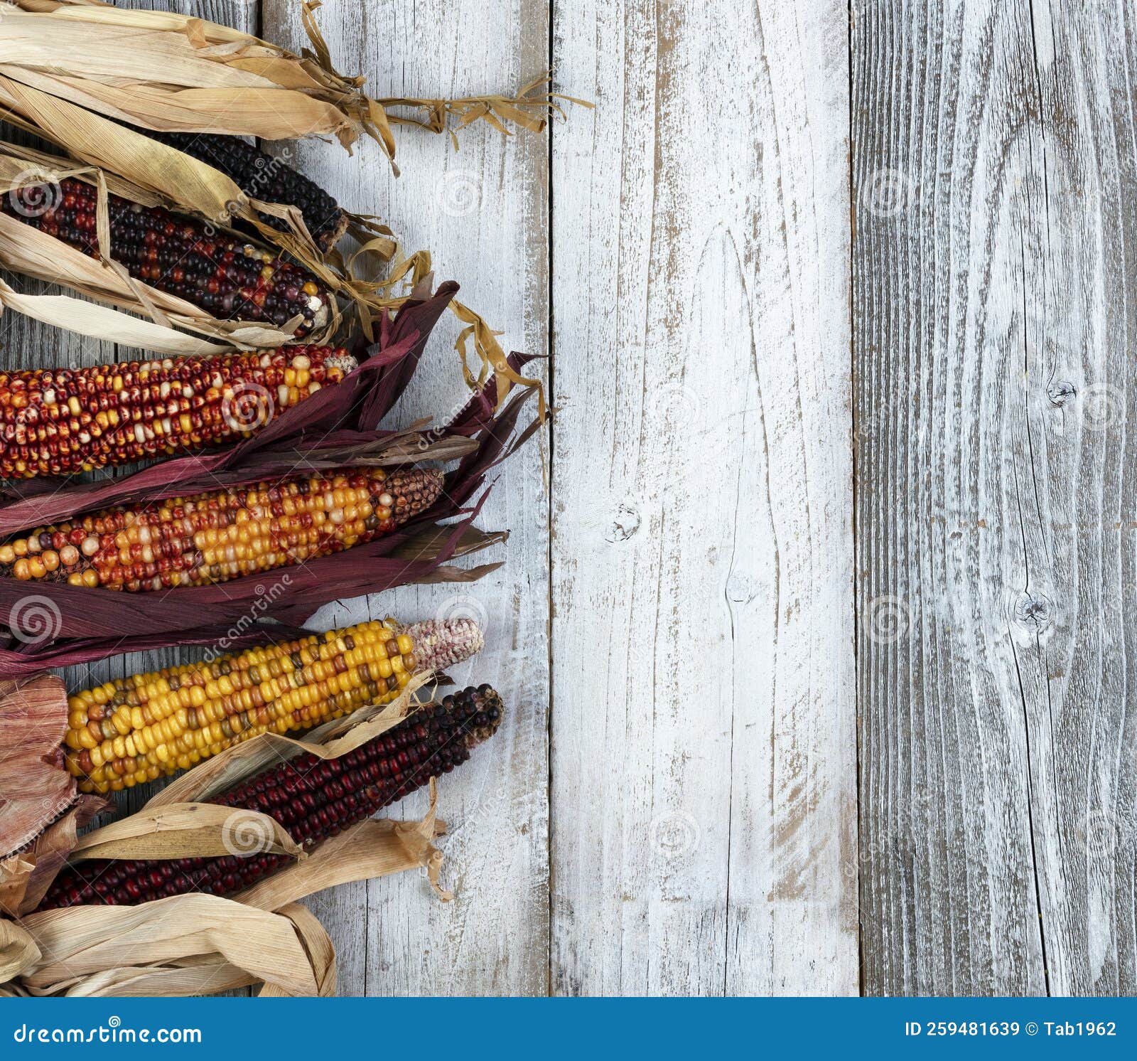 Autumn Corn Over White Rustic Wood Background Stock Image - Image of ...
