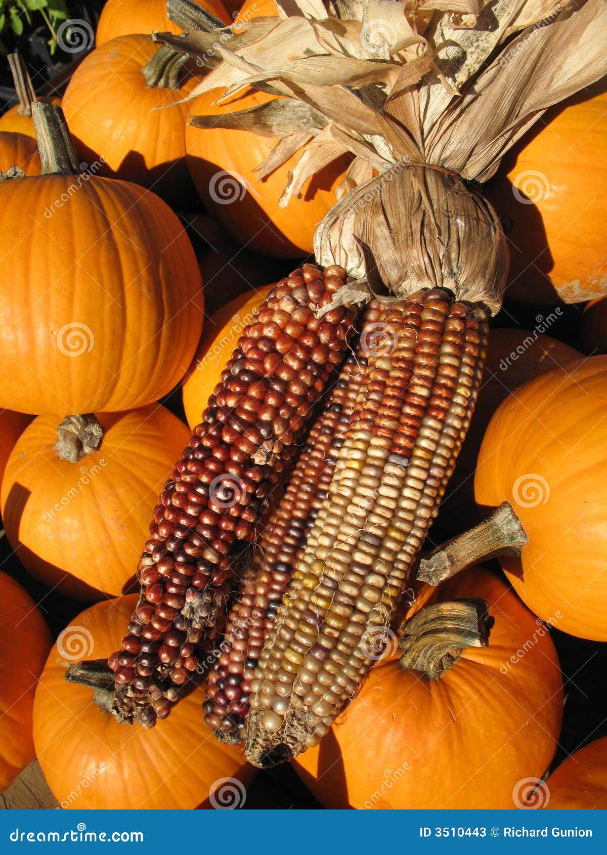 Autumn Corn with Pumpkins stock image. Image of vegetables - 3510443