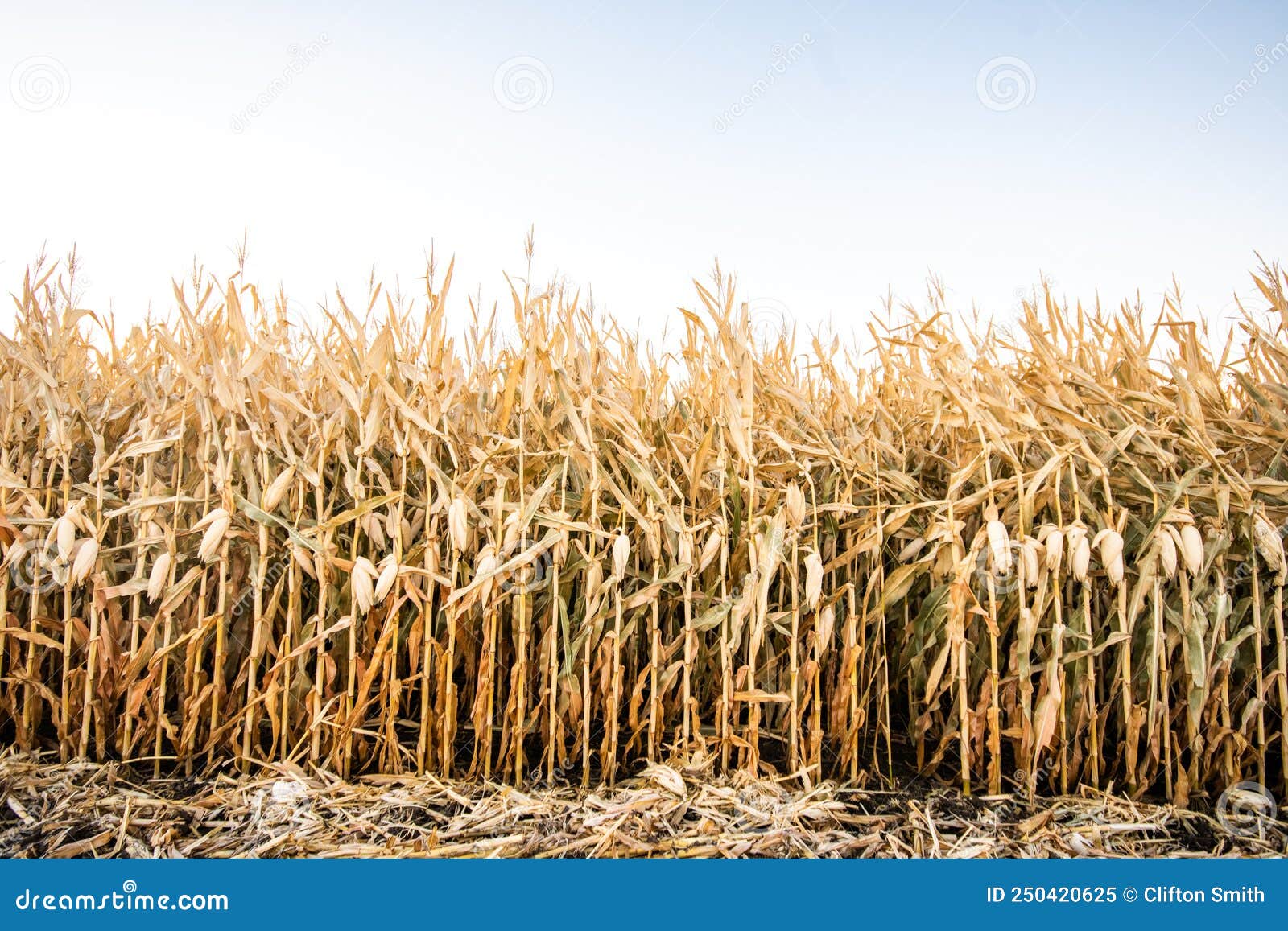 Autumn Corn Stalks Cross Section Stock Image - Image of farm, landscape ...