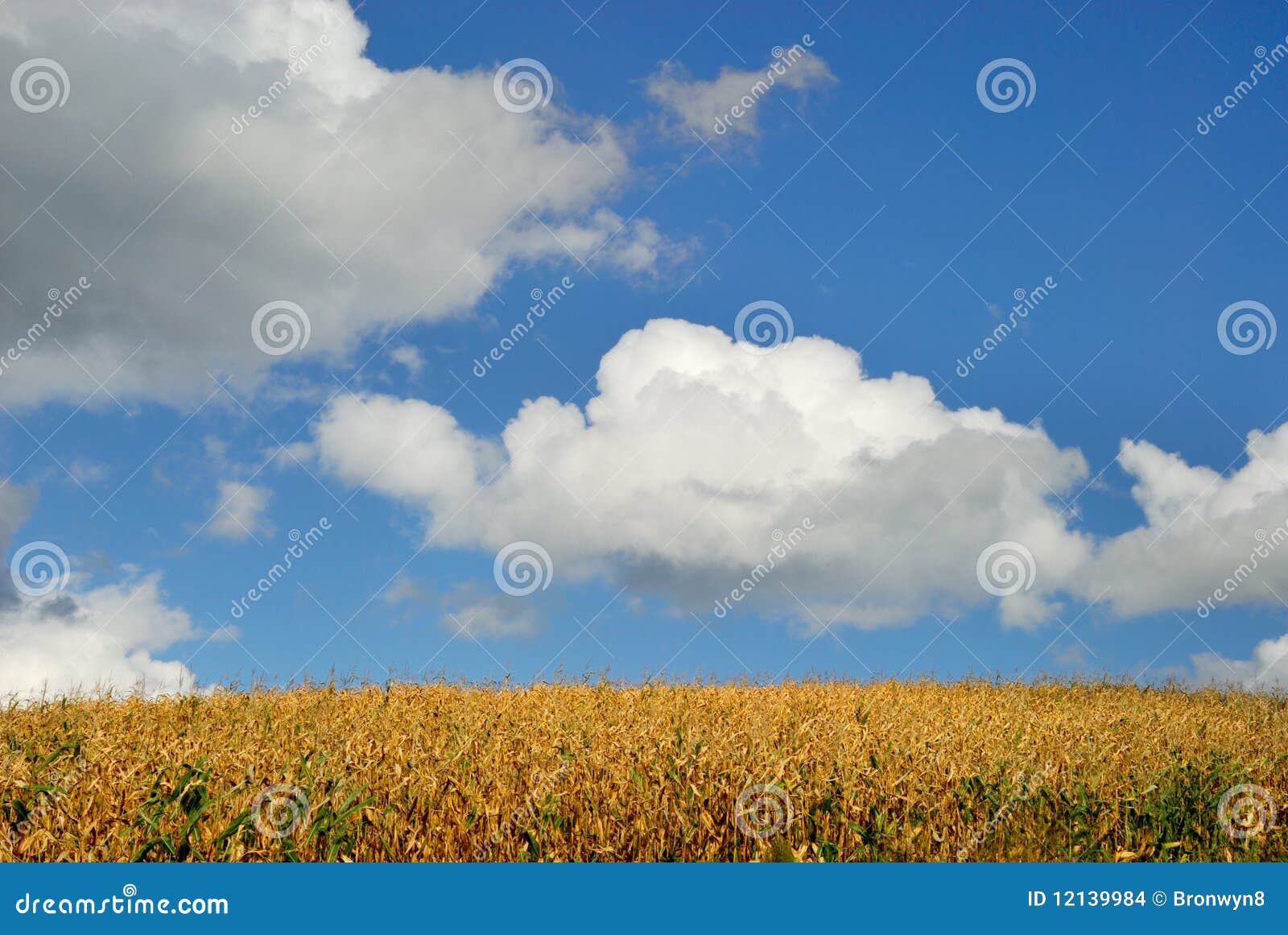 Autumn Cornfield stock photo. Image of rural, agriculture - 12139984