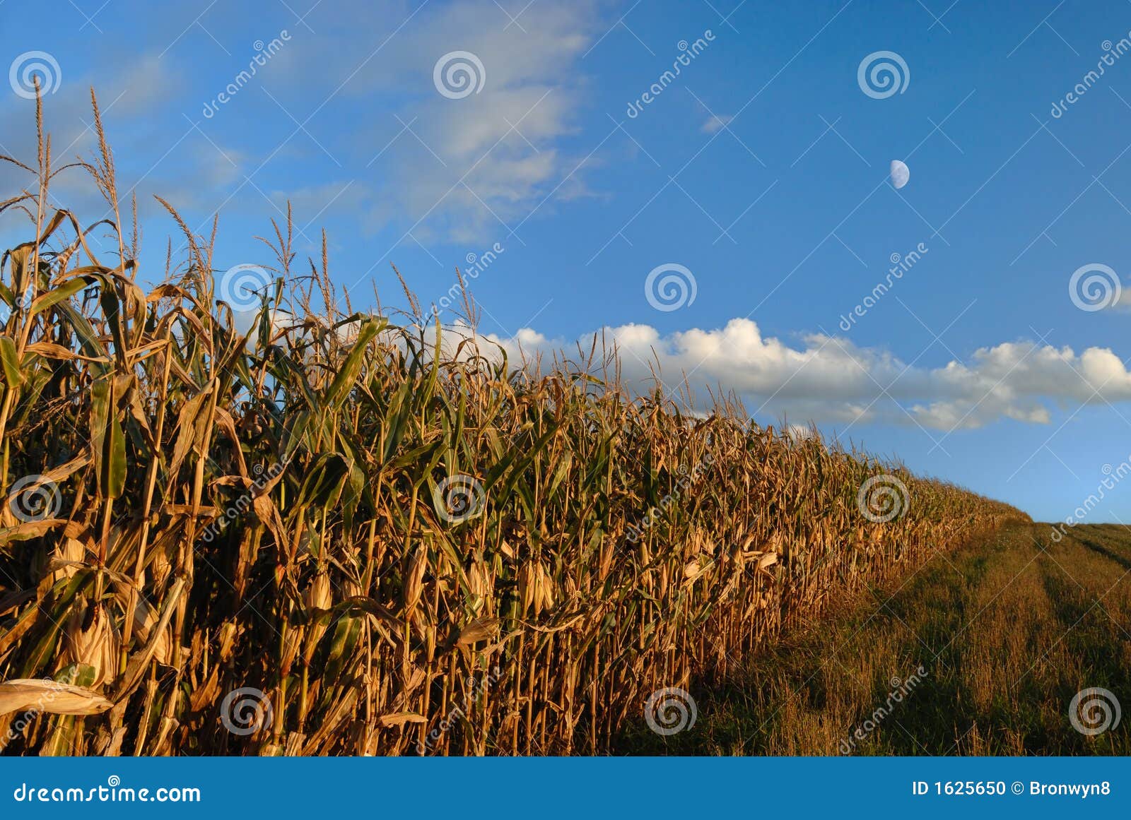 Autumn Cornfield stock photo. Image of background, landscape - 1625650