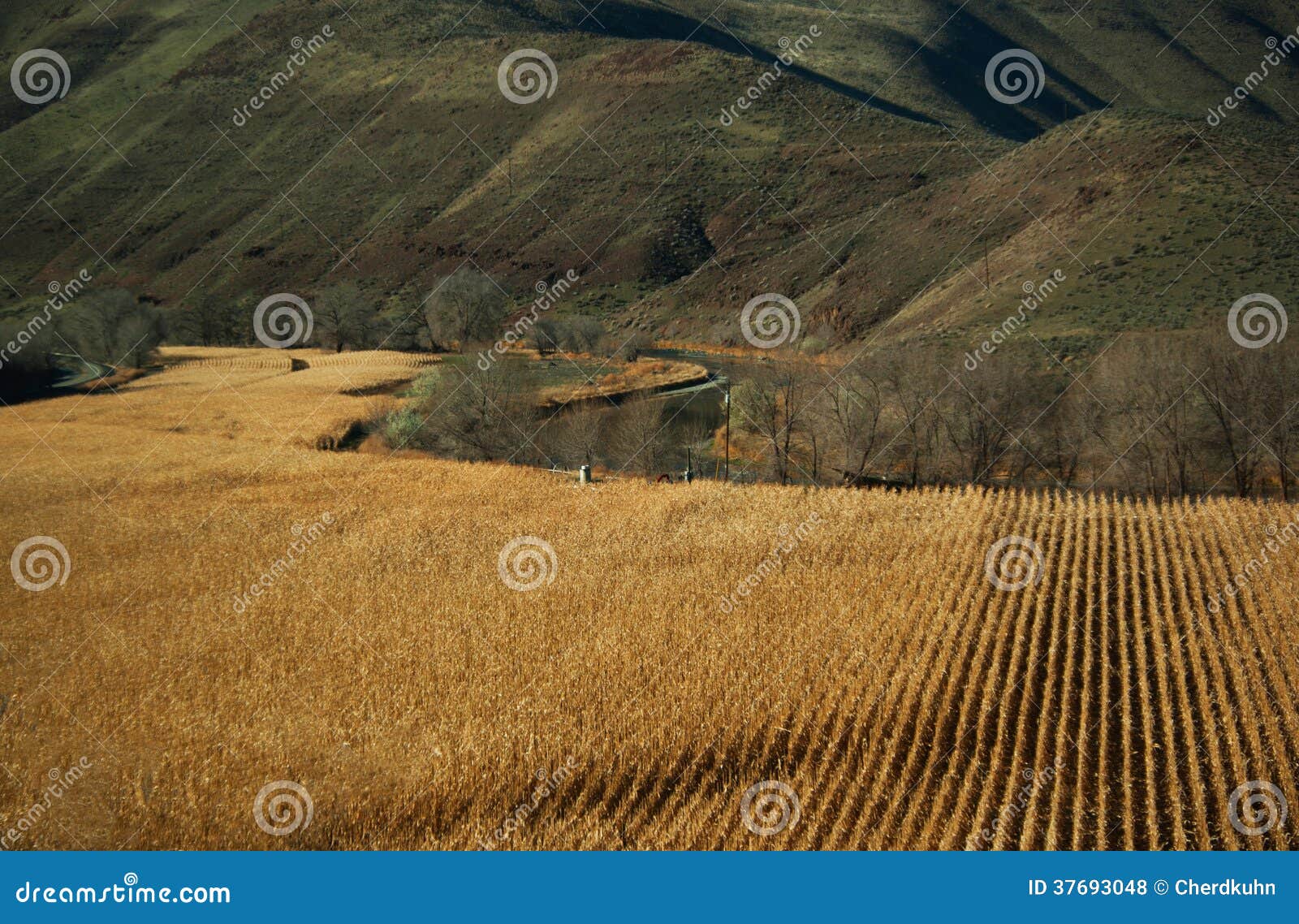 Autumn Cornfield stock photo. Image of cornstalks, harvest - 37693048