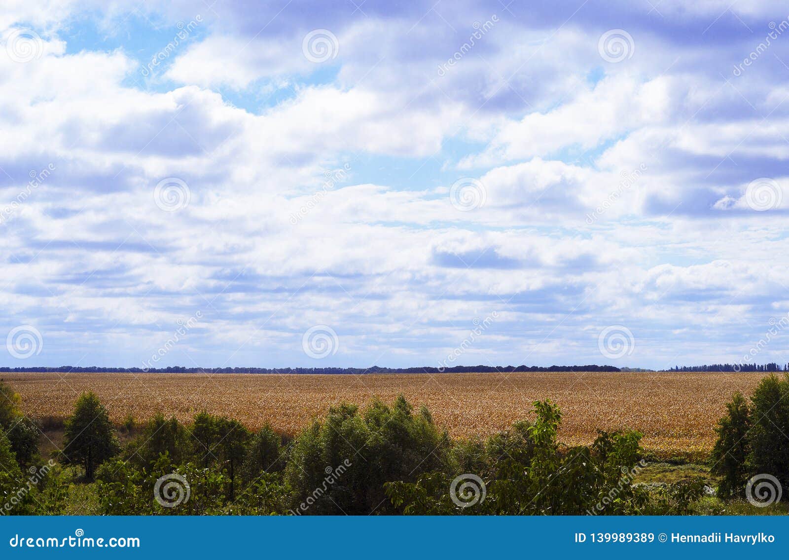 Autumn Cornfield Plantation and Large Clouds in the Sky Stock Image ...