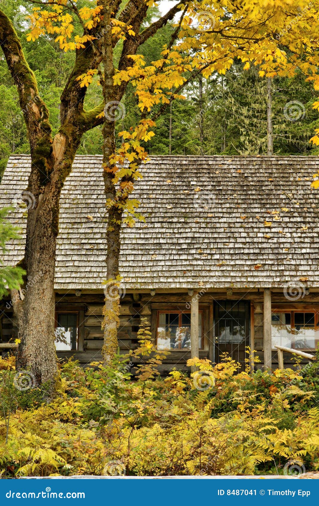 Autumn at the Cottage stock image. Image of cottage, vine - 8487041