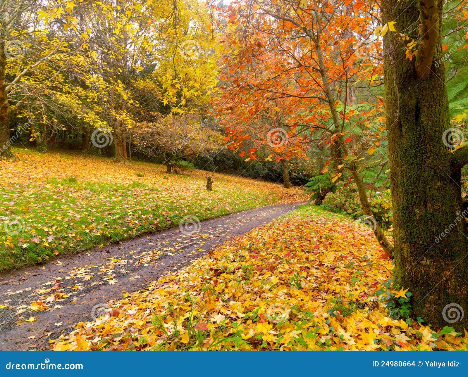 Autumn on the country road stock photo. Image of golden - 24980664