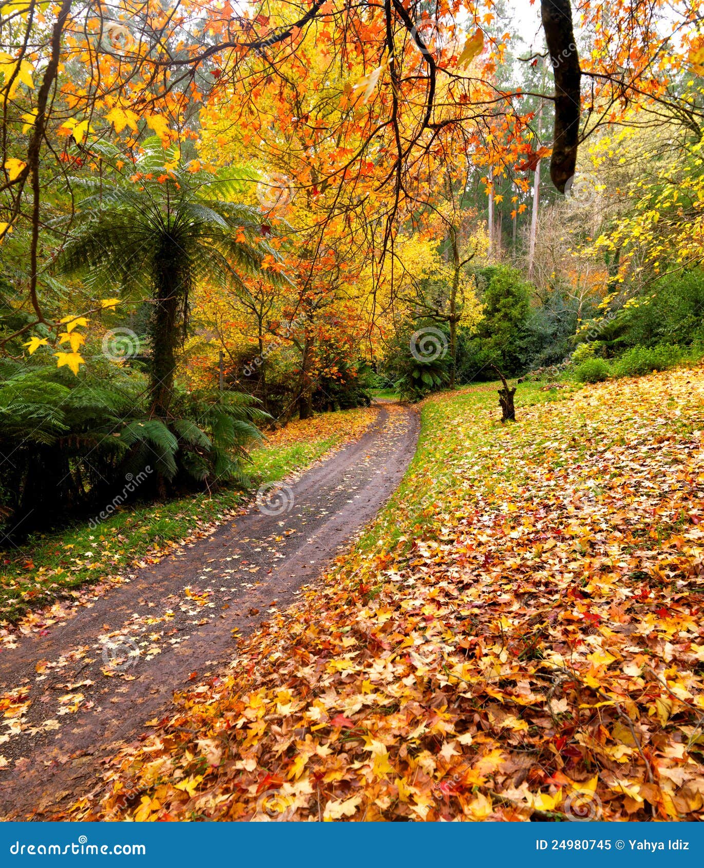Autumn on the country road stock image. Image of beauty - 24980745