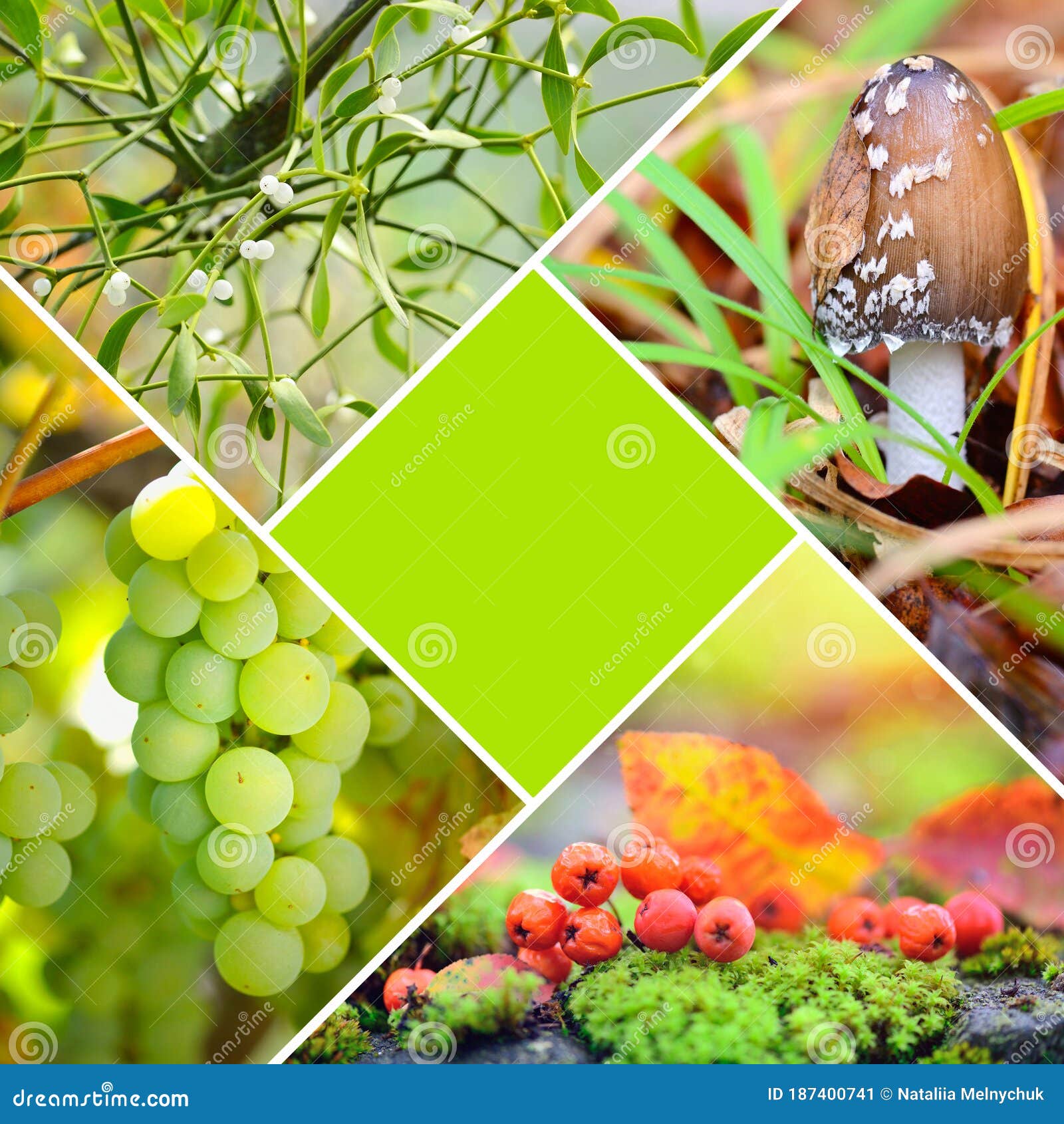 Collage With Main Types Of Optical Fiber Connector Stock Image ...