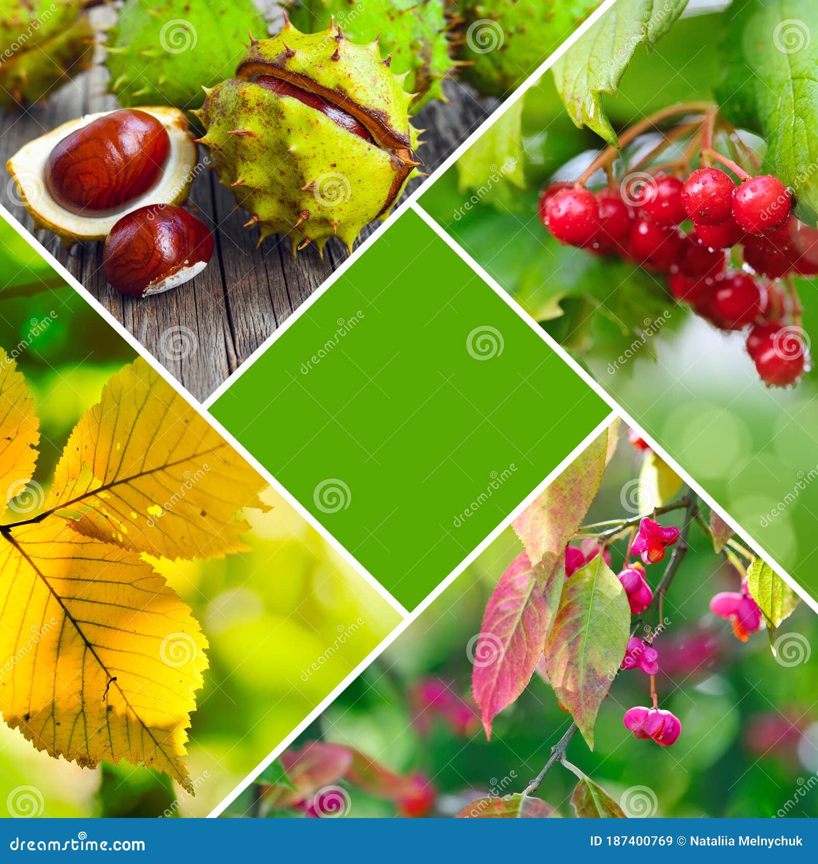 Collage With Main Types Of Optical Fiber Connector Stock Image ...