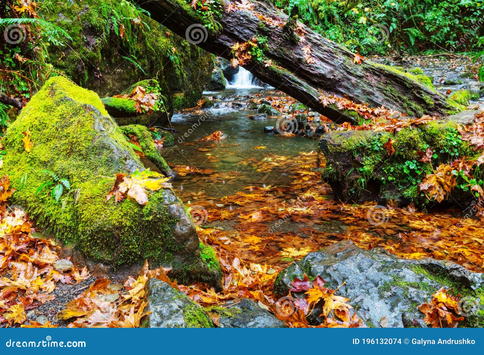 Autumn creek stock photo. Image of creek, countryside - 196132074