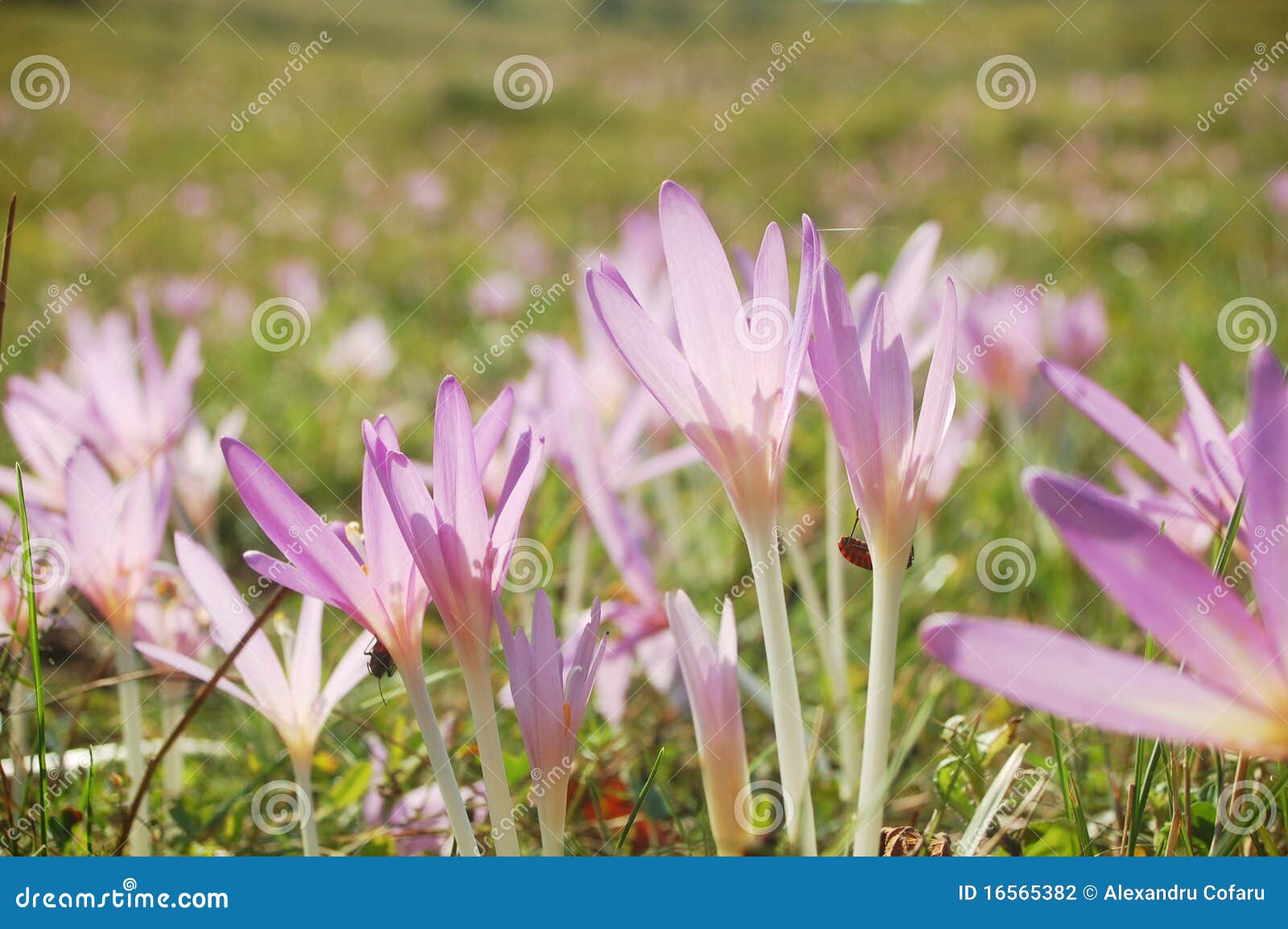Autumn crocus stock photo. Image of pasture, bunch, floral - 16565382