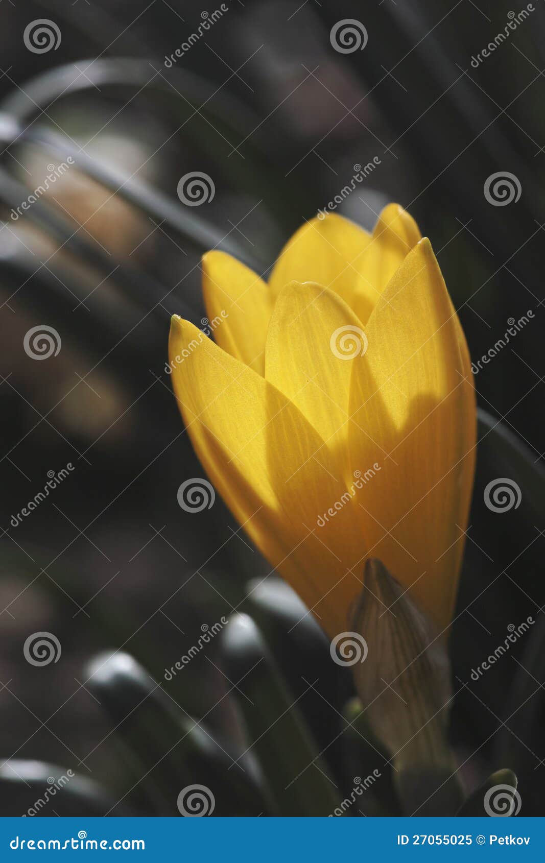 Autumn crocus stock image. Image of outdoor, botany, field - 27055025