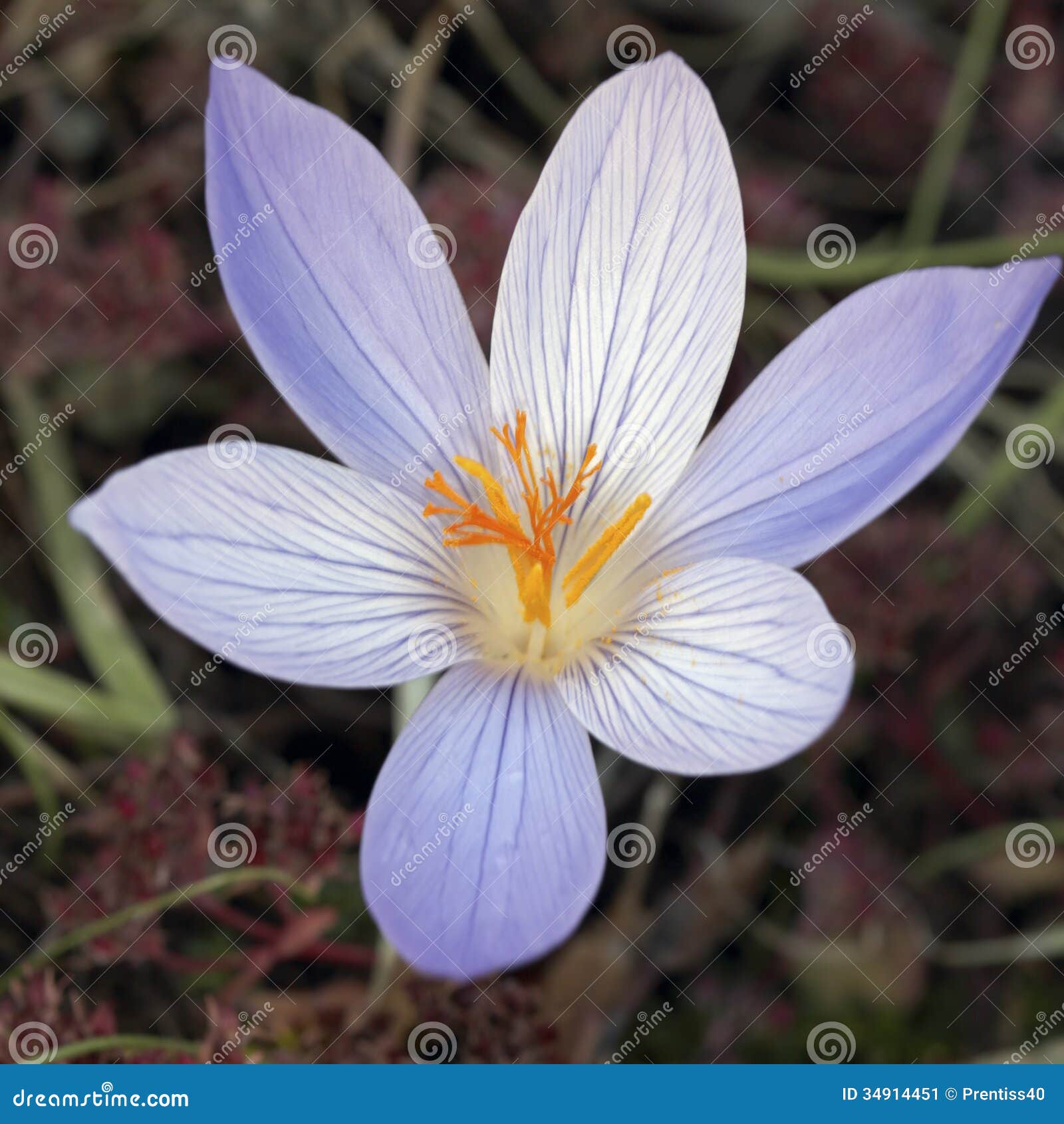 Autumn crocus stock image. Image of blossom, garden, grass - 34914451