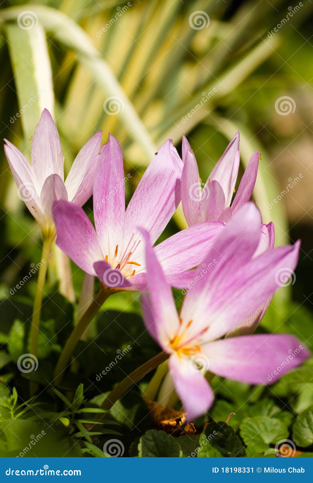 Autumn Crocus (Colchicum Autumnale) Stock Image - Image of crocus ...