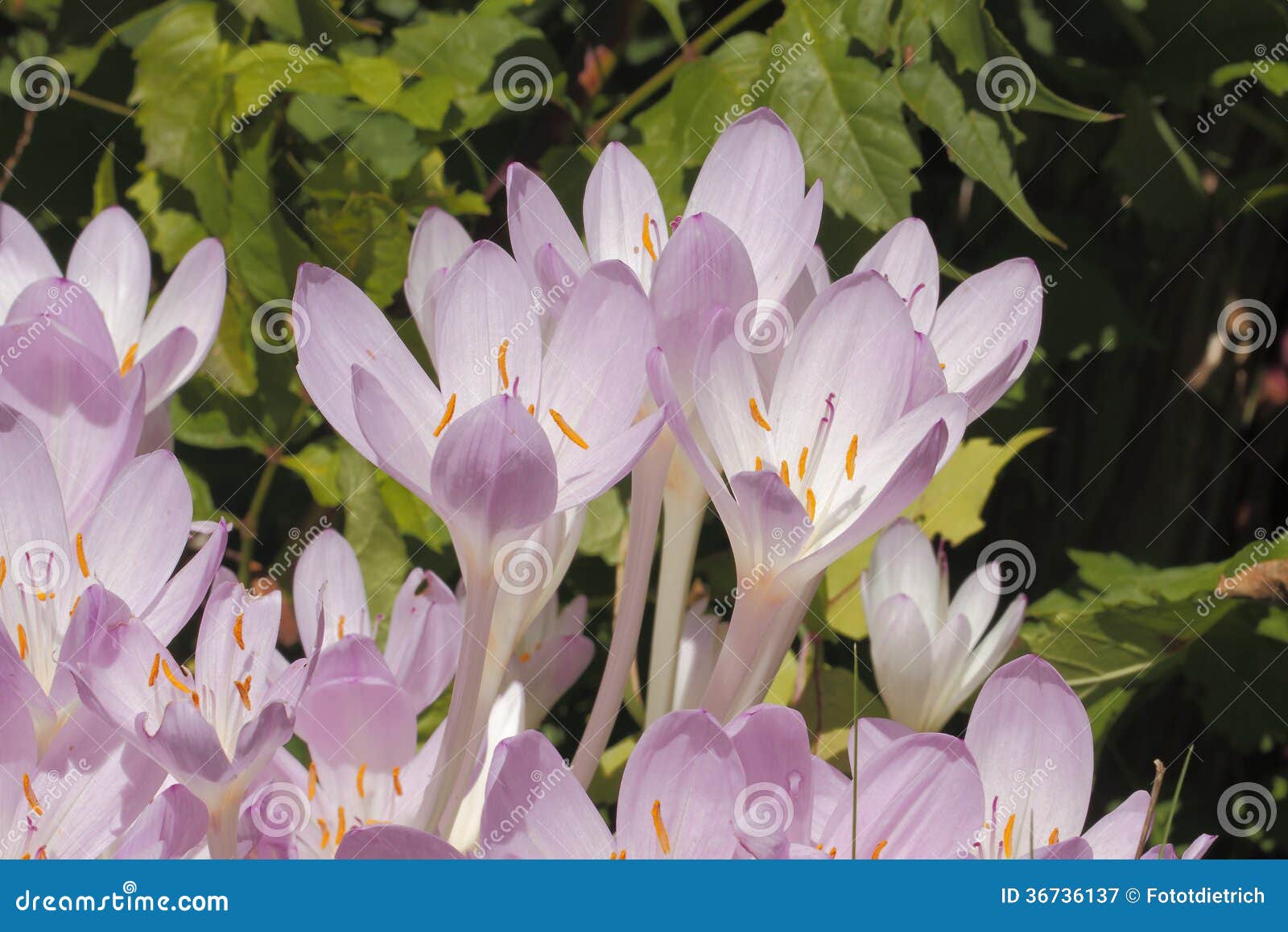 Autumn Crocus (Colchicum Autumnale) Stock Image - Image of blooming ...