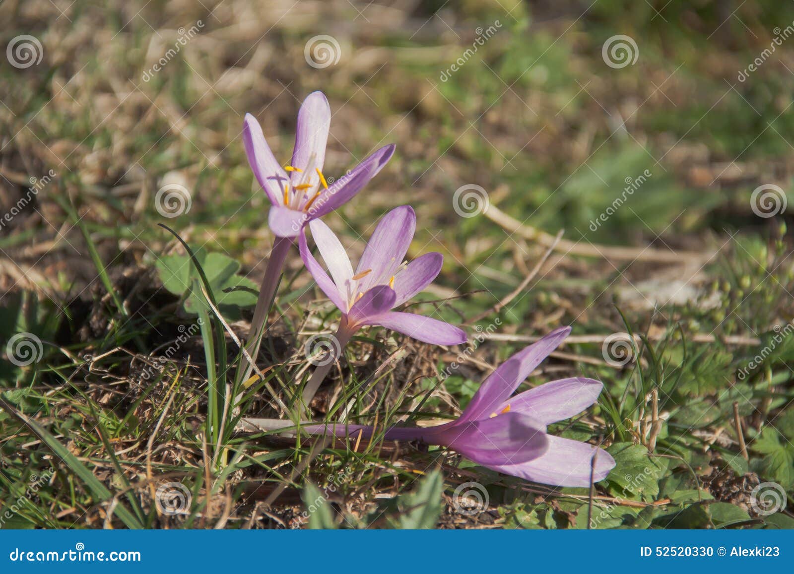 Autumn Crocus (Colchicum Autumnale) Stock Photo - Image of colchicum ...