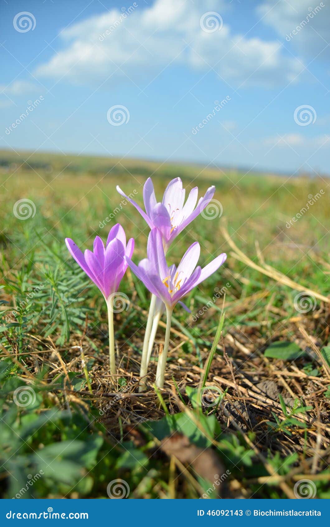 Autumn crocus stock image. Image of golden, country, blossom - 46092143
