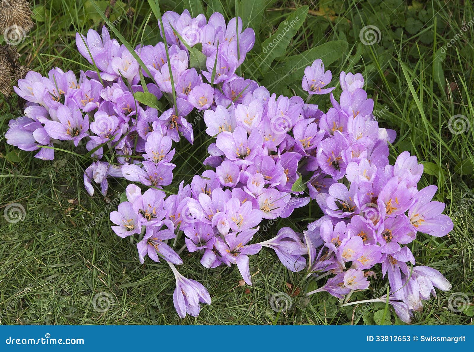 Autumn crocus stock image. Image of field, bloom, decorative - 33812653