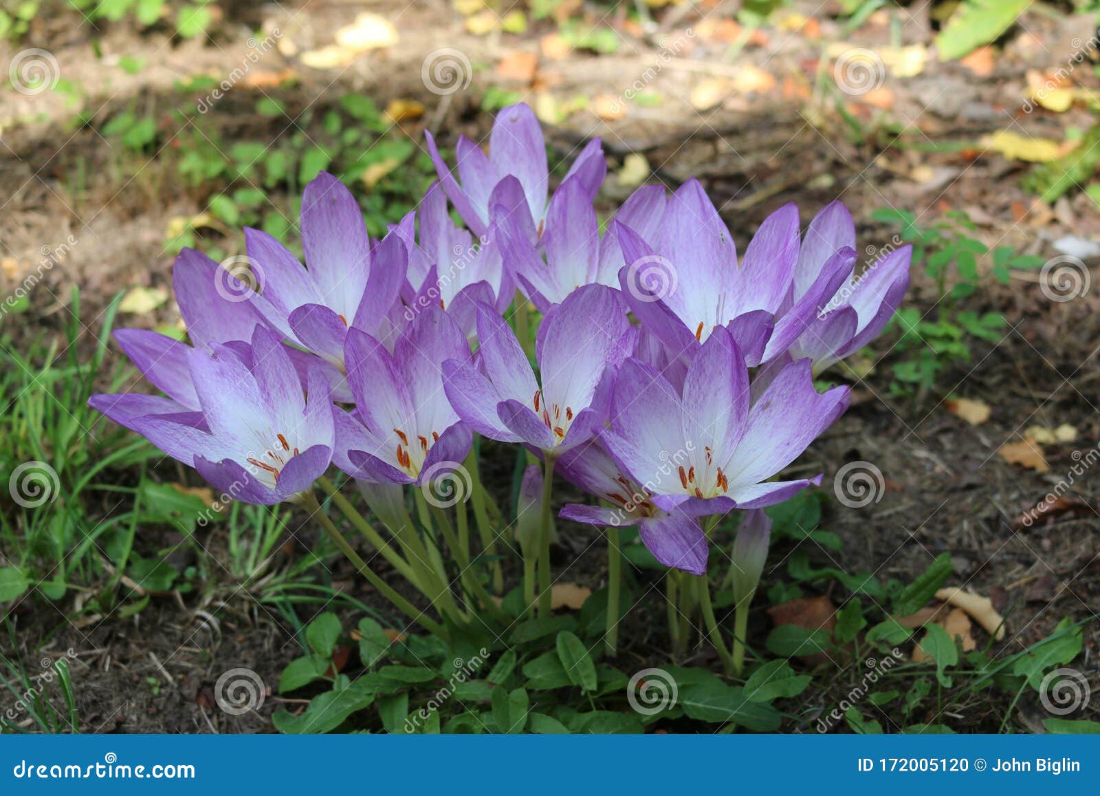 Autumn crocus flowers stock photo. Image of patch, group - 172005120