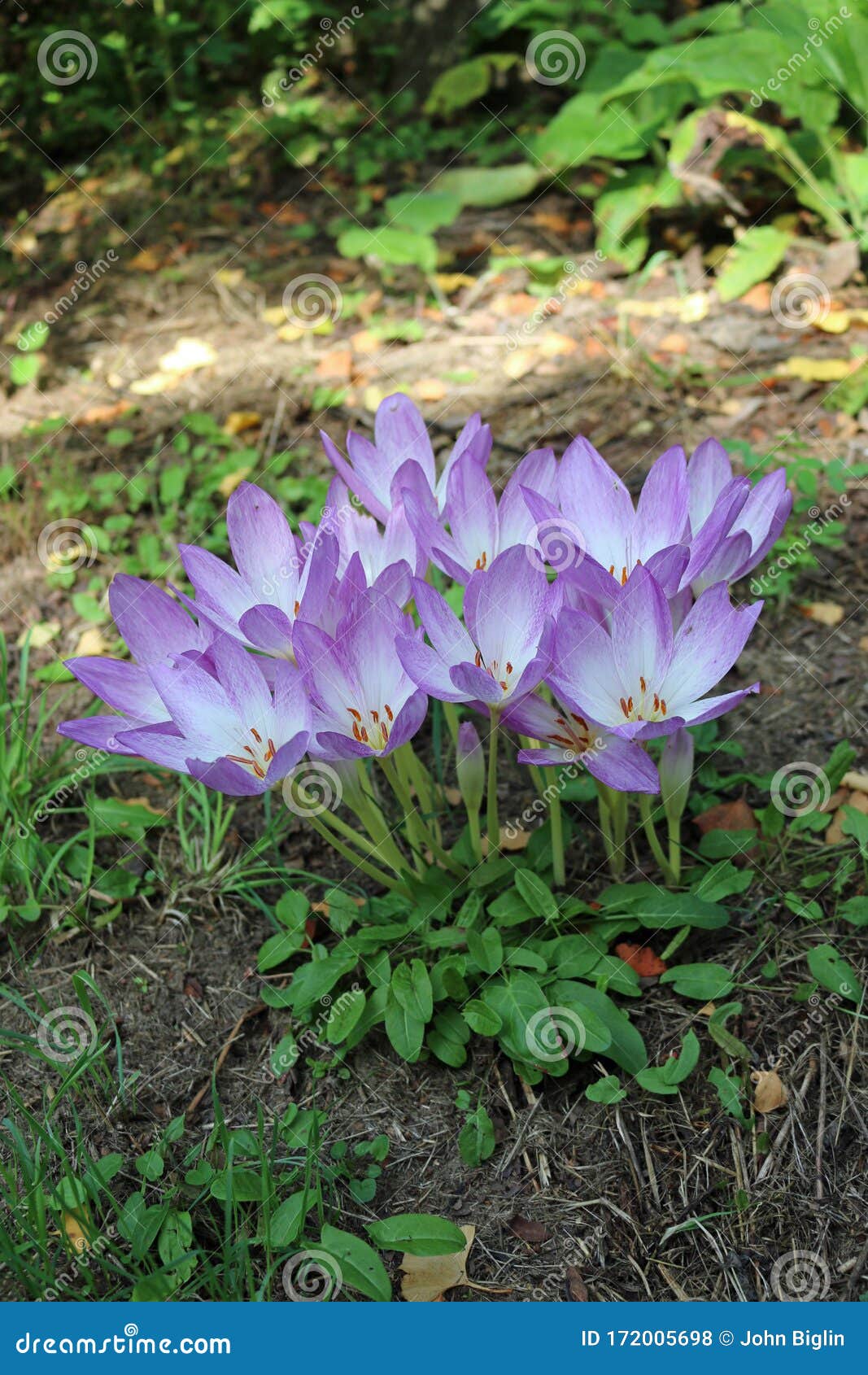 Autumn crocus flowers stock photo. Image of flowers - 172005698