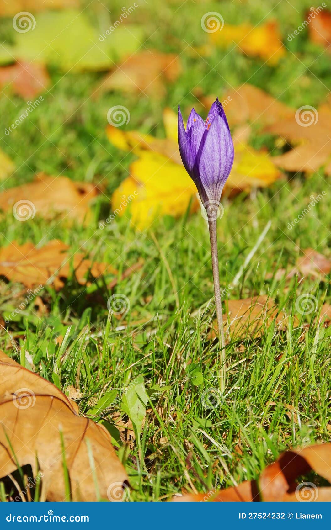 Autumn crocus purple stock photo. Image of crocus, plant - 27524232