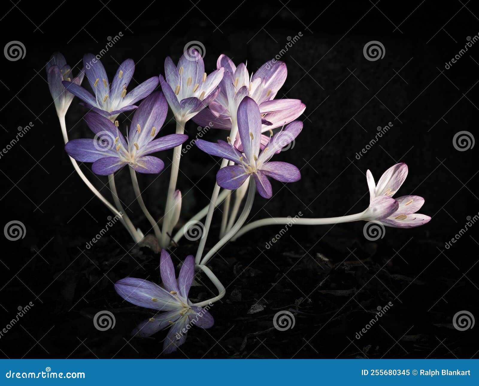 Autumn Crocus in the Shade of the Garden Wall. Stock Image - Image of ...