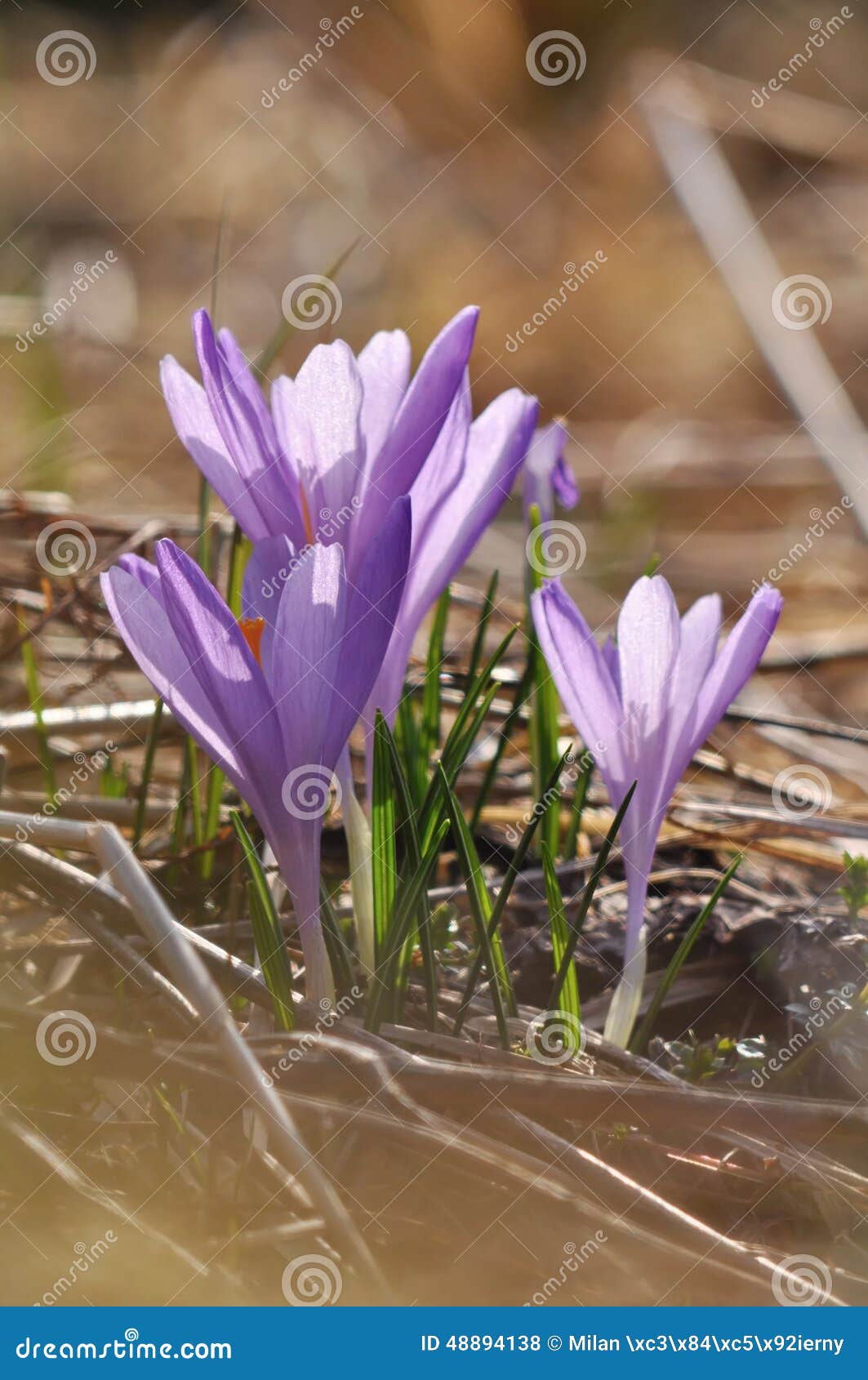 Autumn crocus stock photo. Image of meadow, colchicum - 48894138