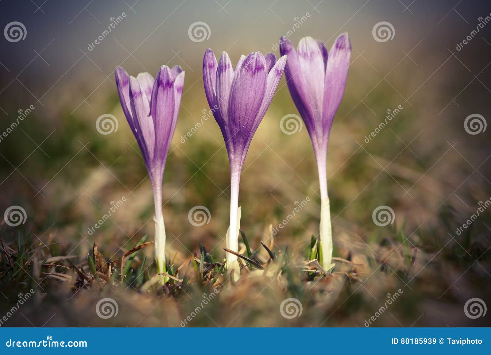 Autumn crocuses stock image. Image of autumn, delicate - 80185939
