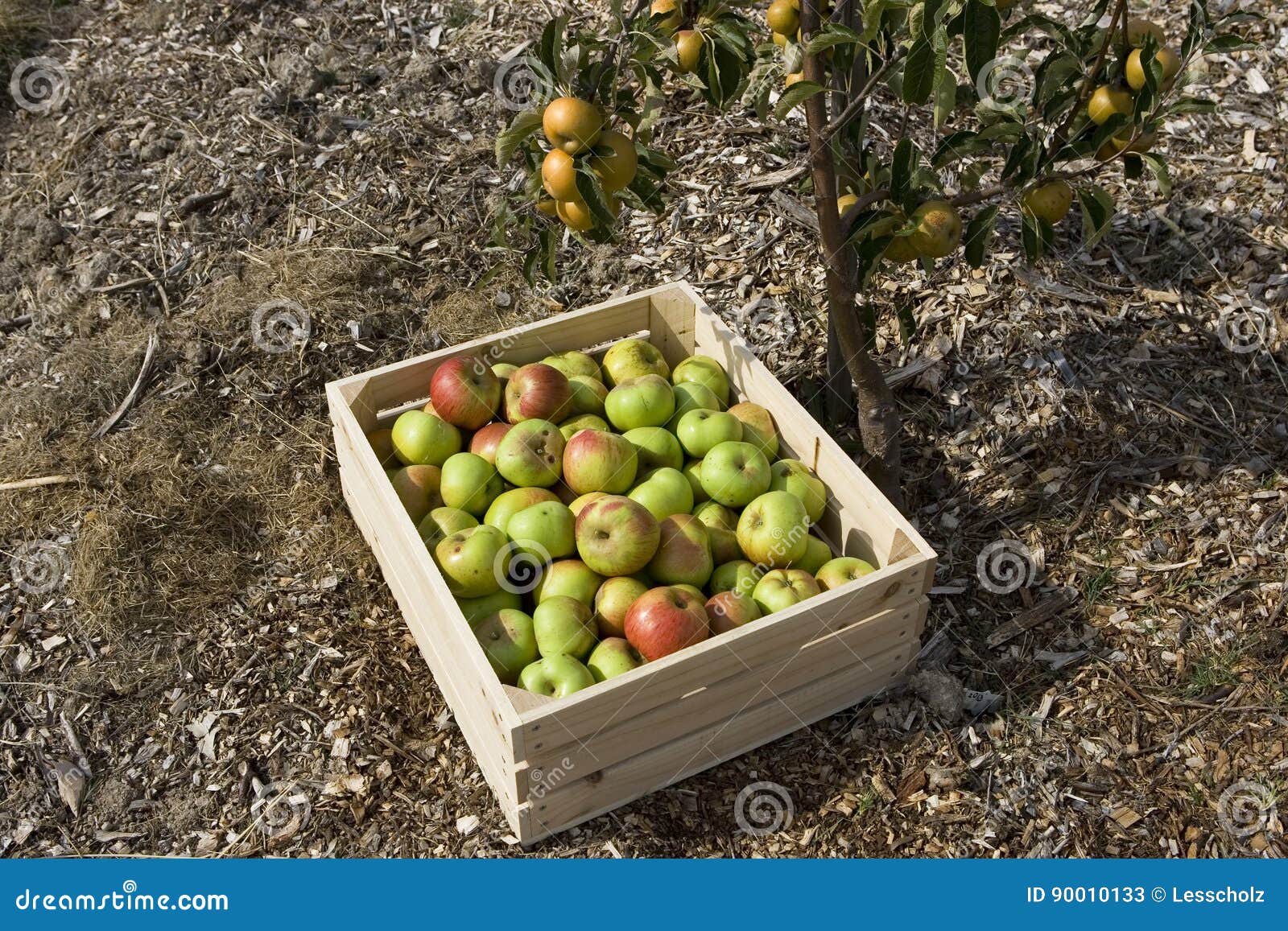 Autumn crop stock image. Image of ripe, apple, chips - 90010133