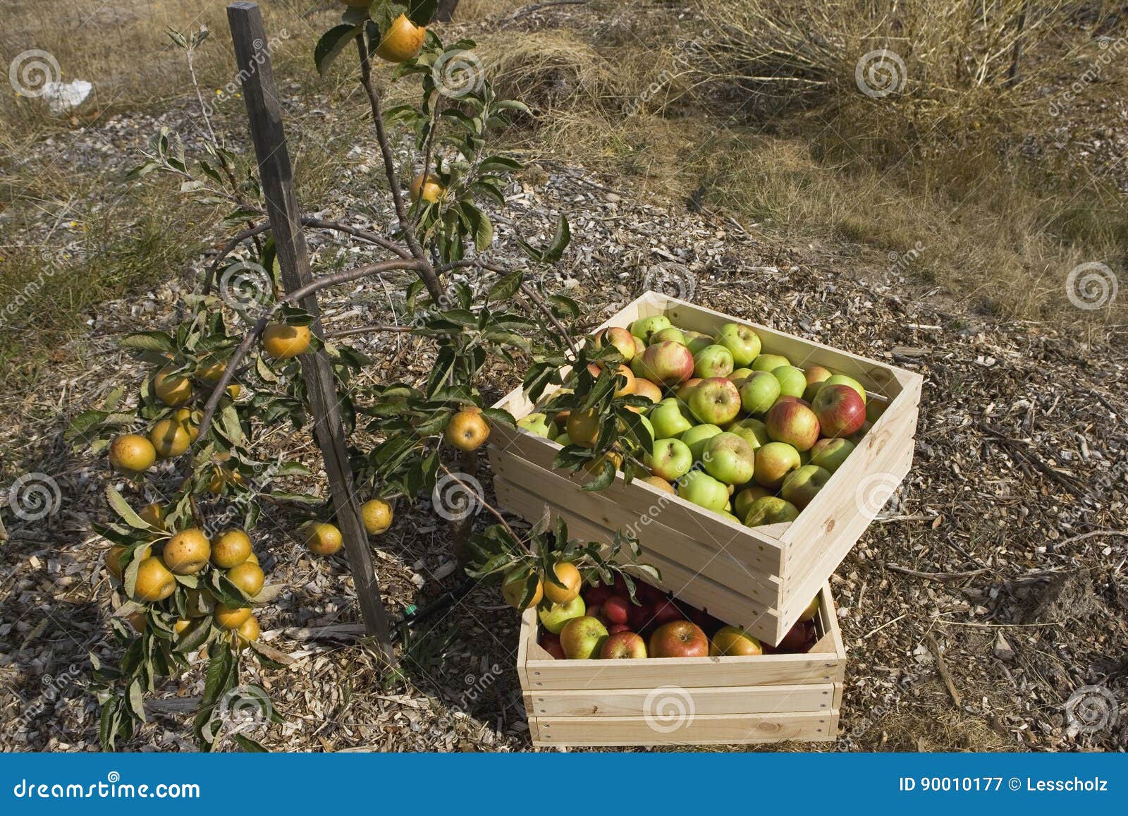Autumn crop stock image. Image of autumn, juicy, farm - 90010177