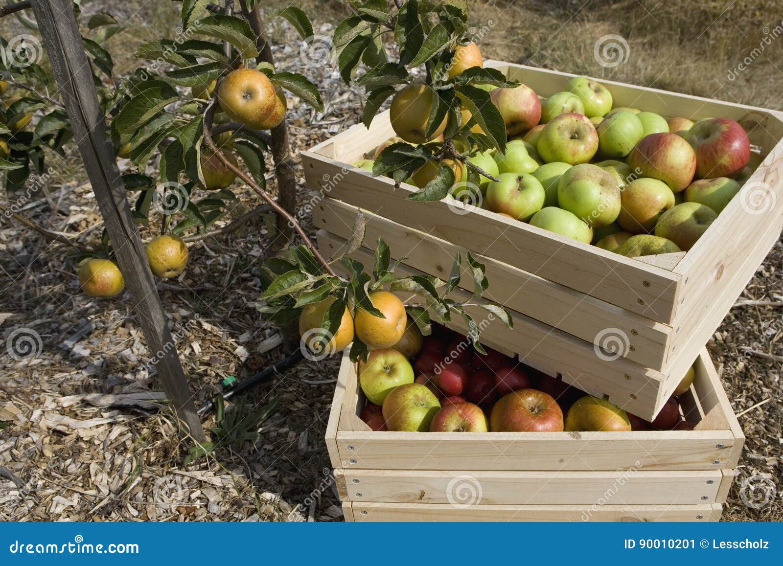 Autumn crop stock image. Image of tree, green, orchard - 90010201