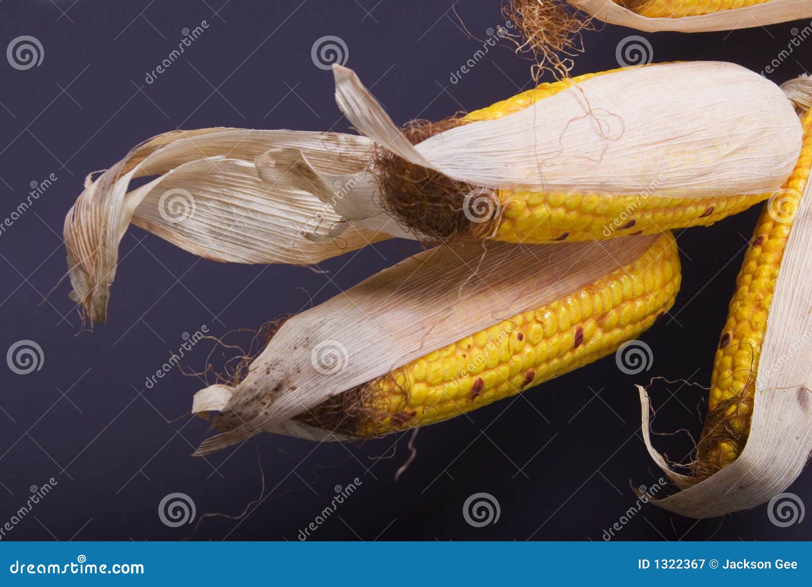 Autumn crop - corn stock image. Image of close, ingredients - 1322367