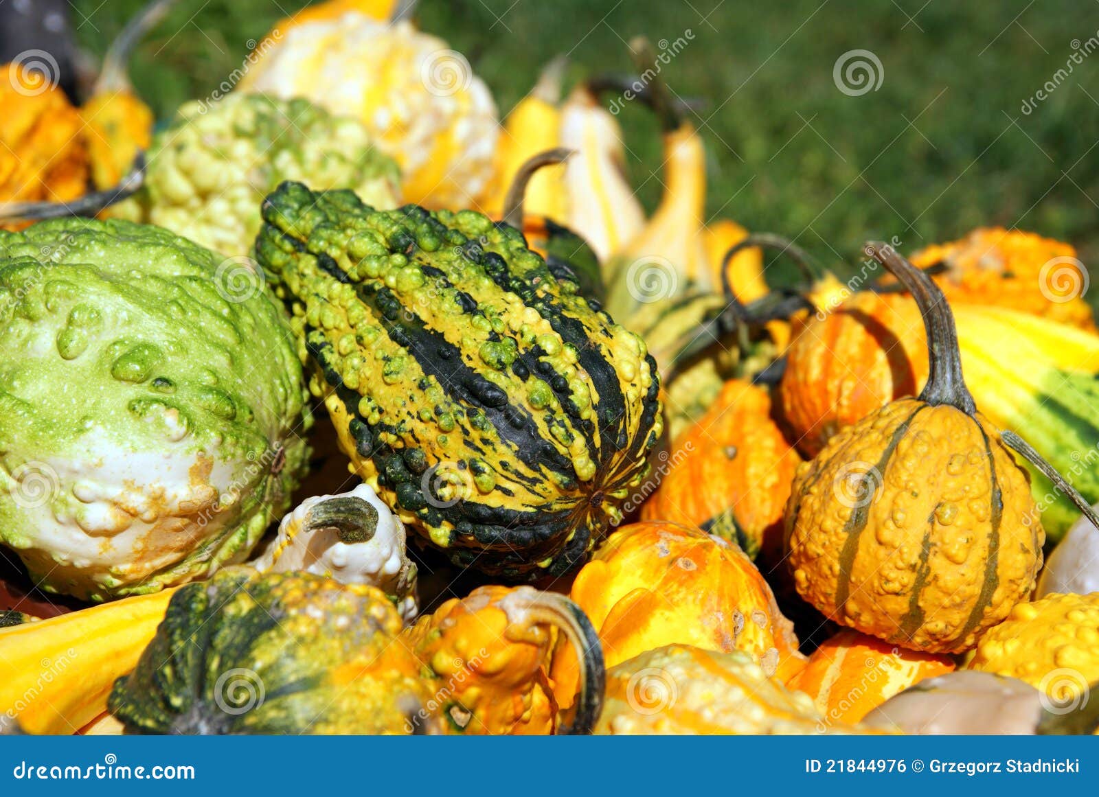 Autumn crops stock photo. Image of agriculture, colorful - 21844976