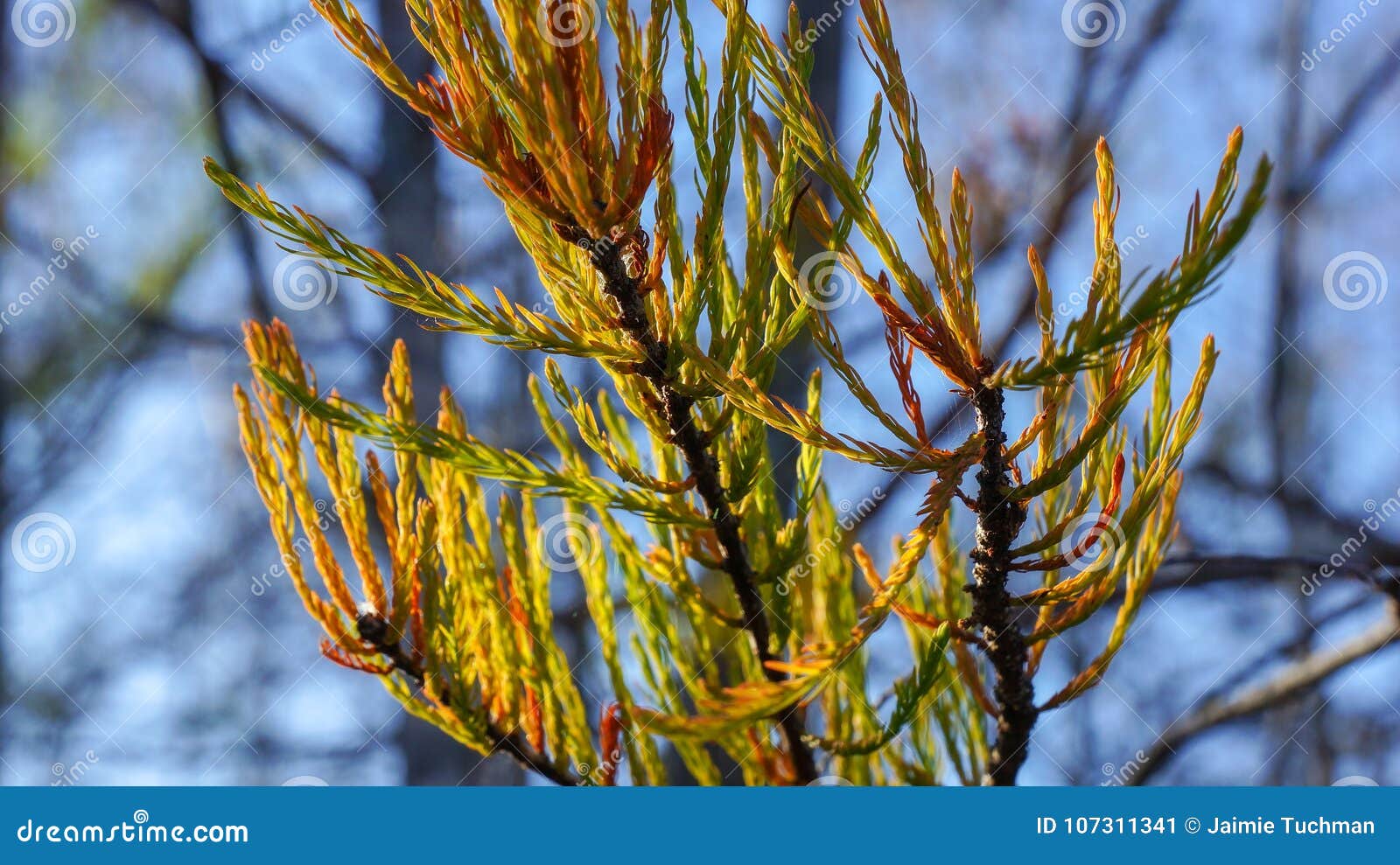 Autumn cypress tree leaf stock image. Image of grassland - 107311341