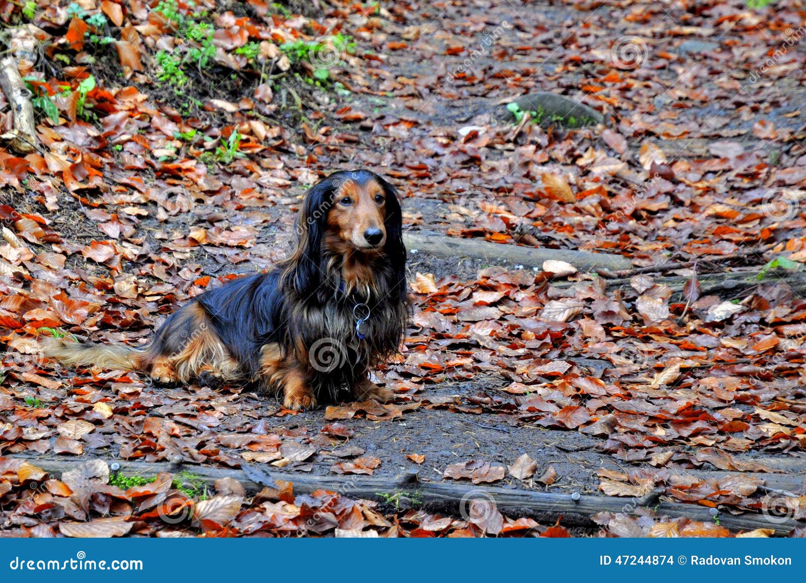 Autumn dachshund dog stock photo. Image of yellow, doggie - 47244874