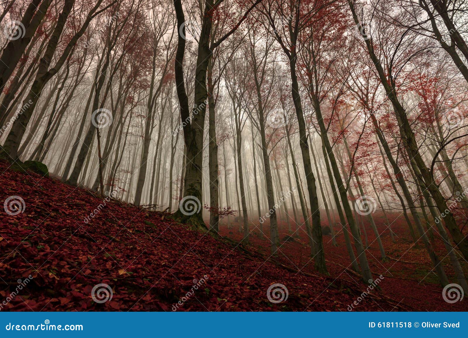 Autumn Day in the Enchanted Forest Stock Photo - Image of misty, leaf ...