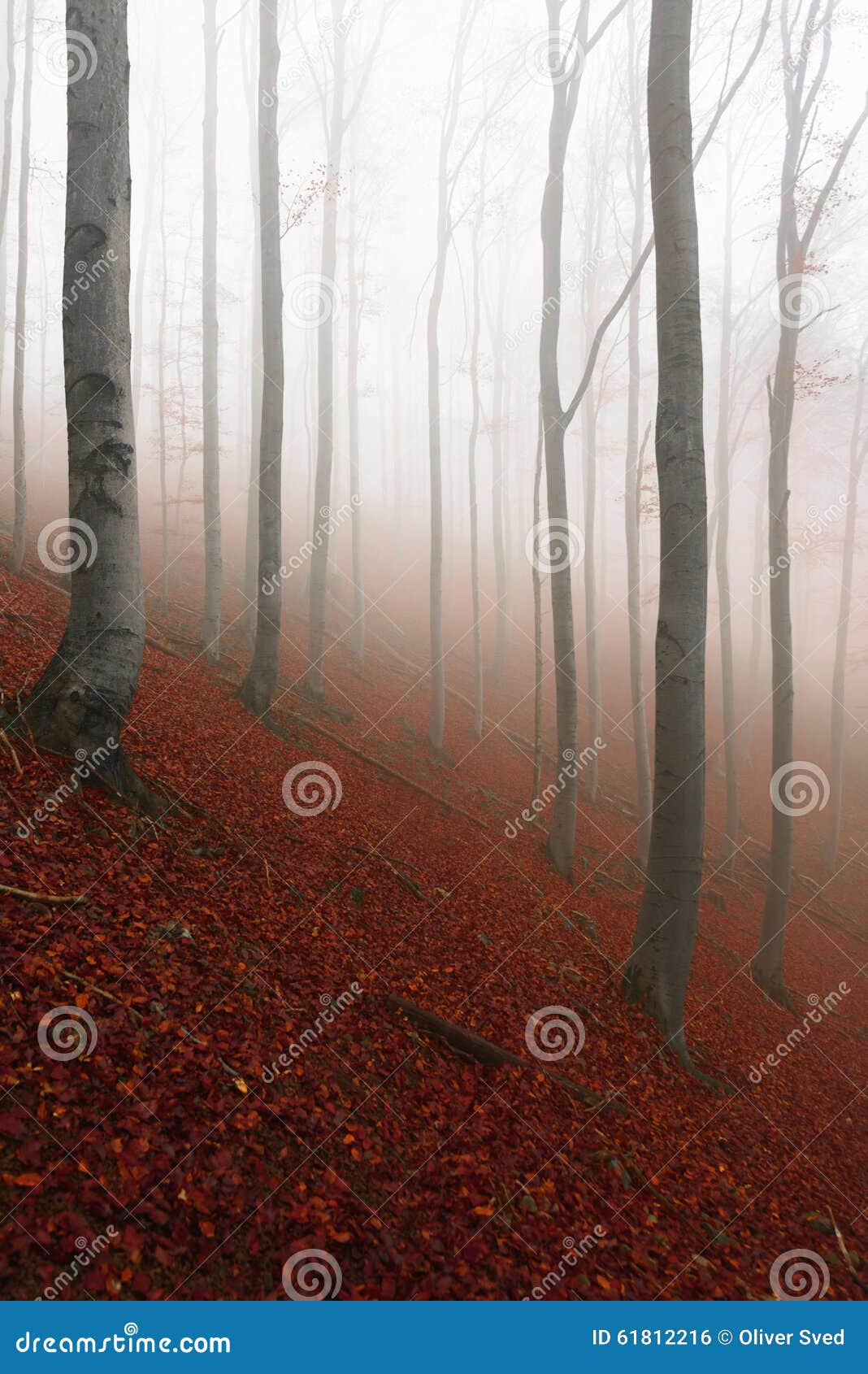 Autumn Day in the Enchanted Forest Stock Photo - Image of autumn ...