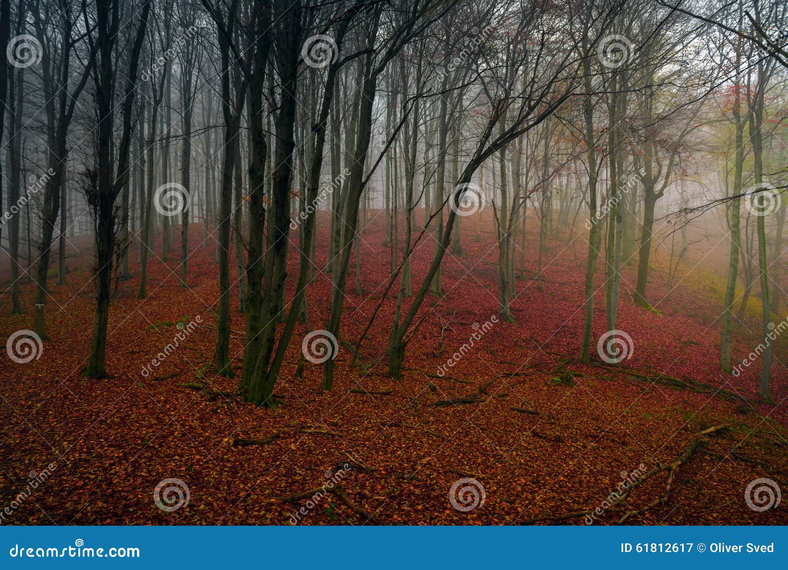 Autumn Day in the Enchanted Forest Stock Image - Image of misty ...