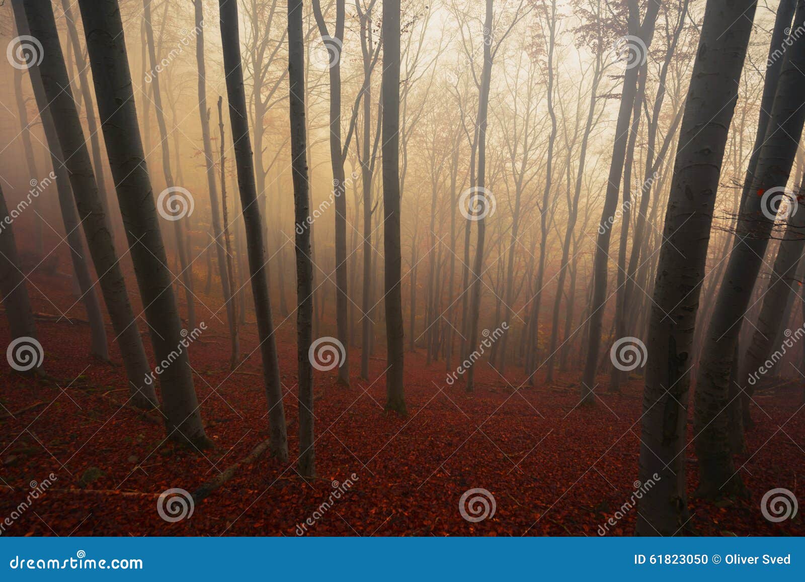 Autumn Day in the Enchanted Forest Stock Photo - Image of fairytale ...