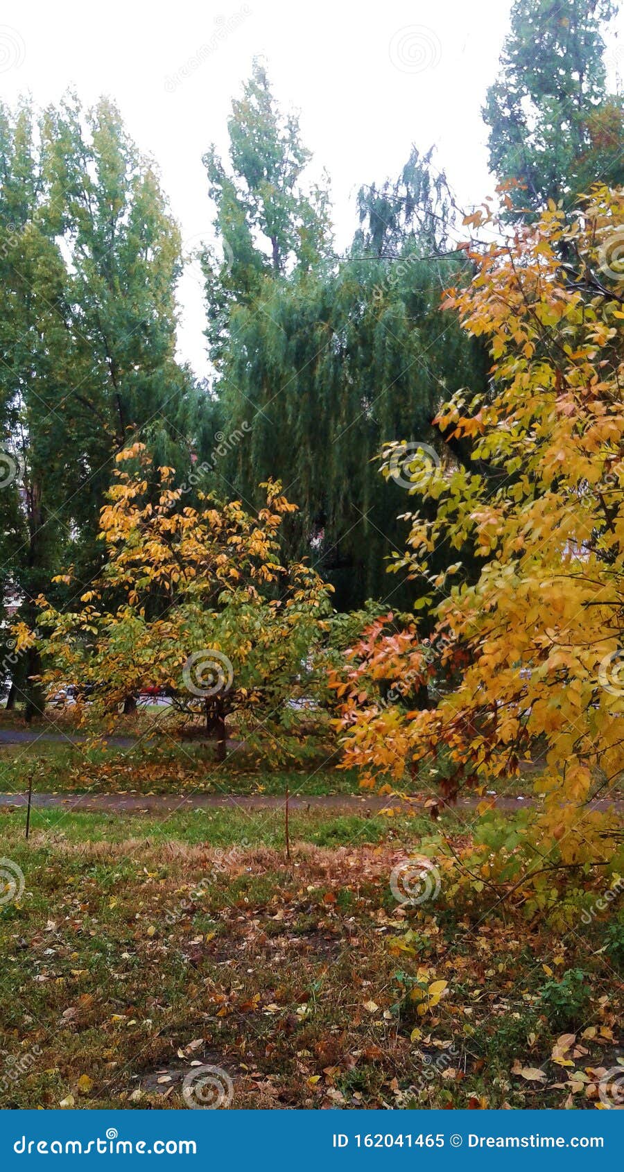 Autumn day in park stock image. Image of park, plants - 162041465