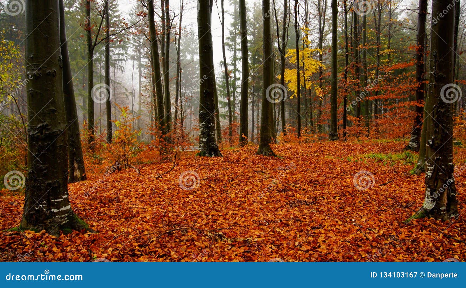Autumn days stock image. Image of forest, trees, nature - 134103167