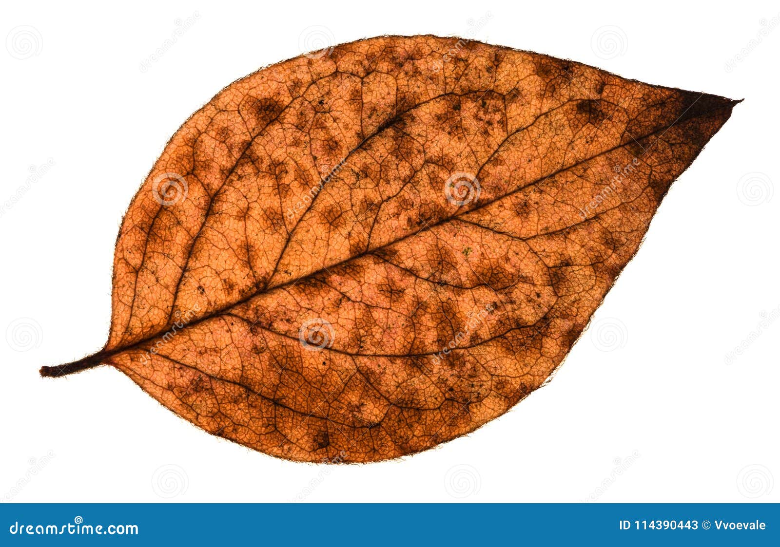 973 Decayed Leaf Photos - Free & Royalty-Free Stock Photos from Dreamstime