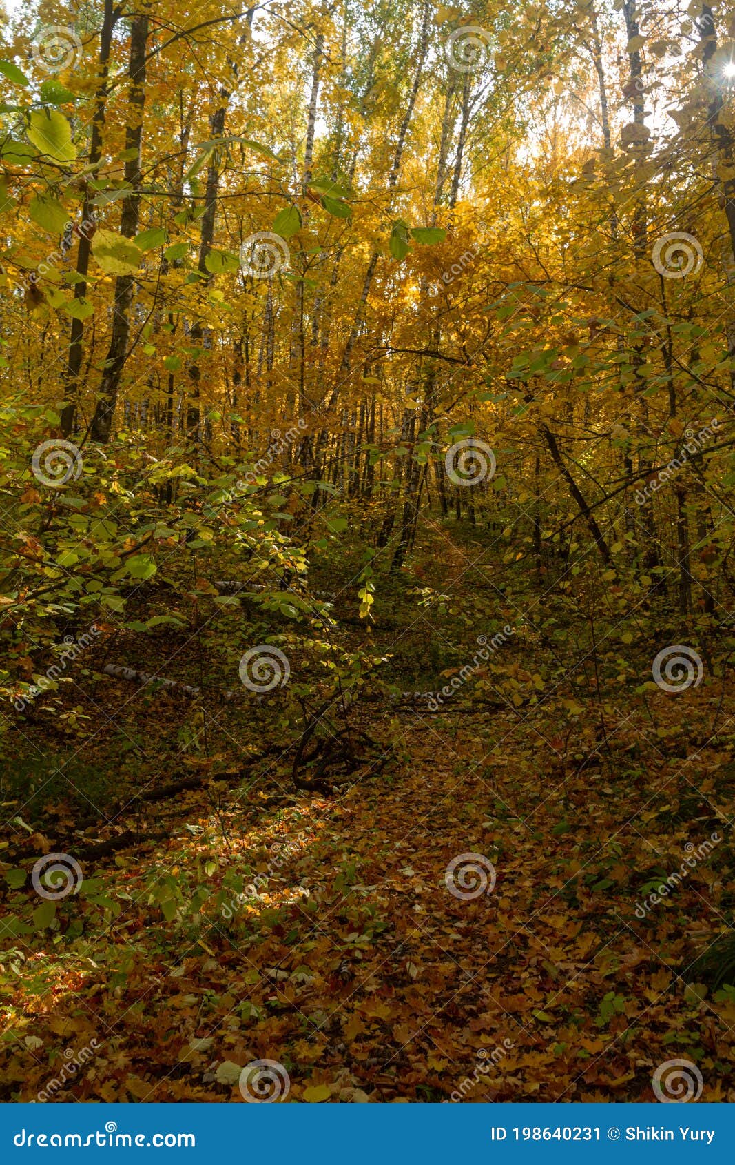 In an Autumn Deciduous Forest Stock Image - Image of samara, nature ...
