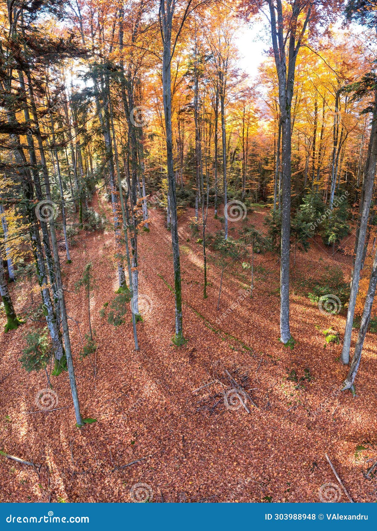 Autumn in a Deciduous Forest Stock Photo - Image of moss, biodiversity ...