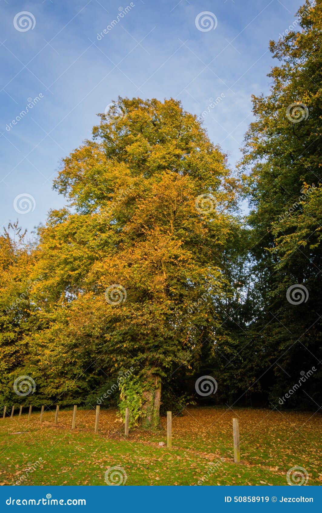Autumn stock image. Image of nature, botany, plants, green - 50858919