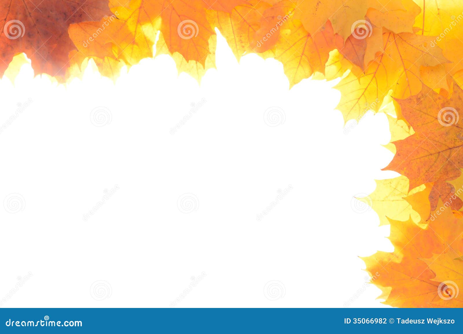 Autumn Decoration Frame Made of Leaves Stock Photo - Image of tree ...