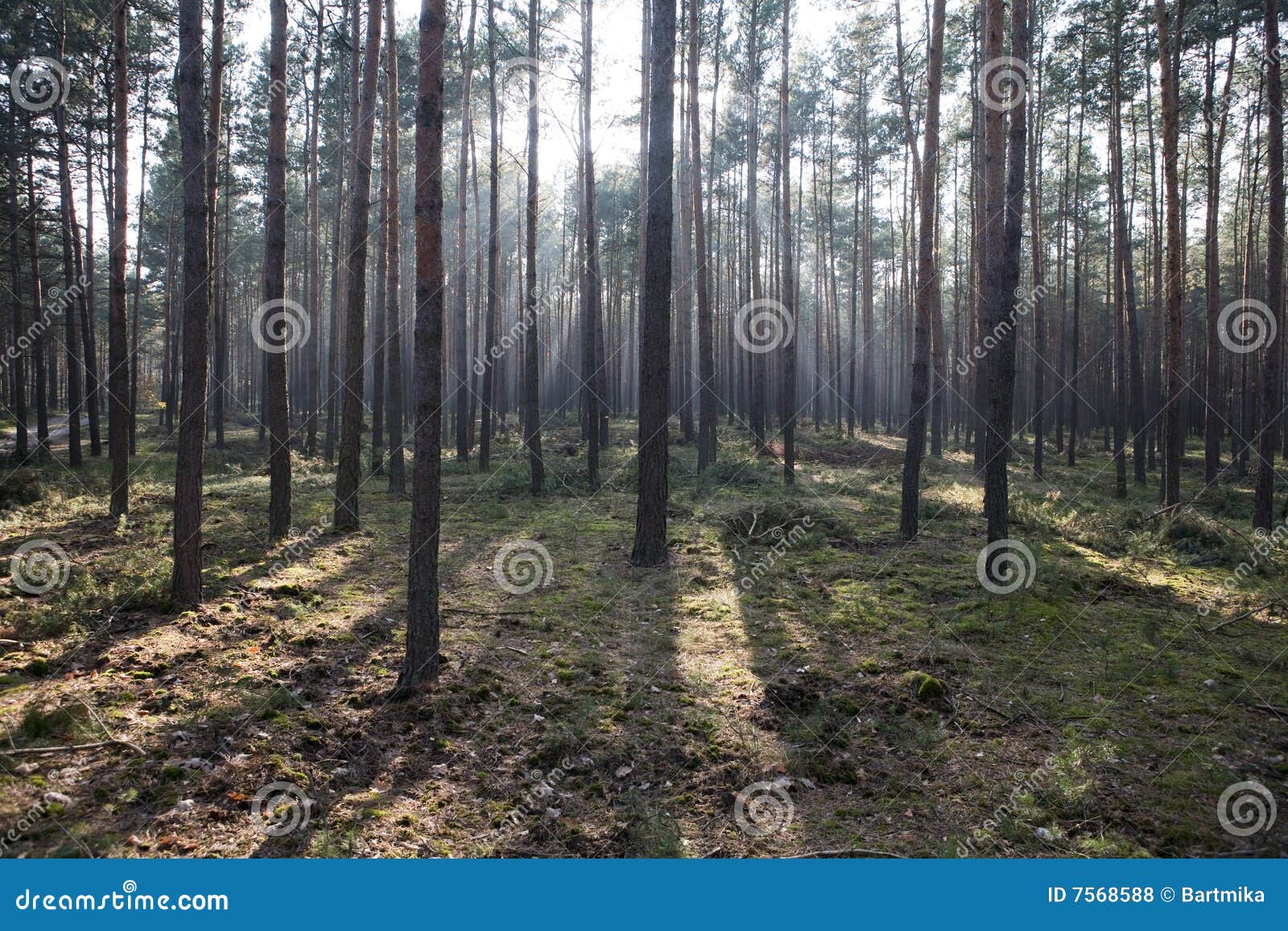 Autumn Deep forrest stock photo. Image of outdoor, landscaping - 7568588